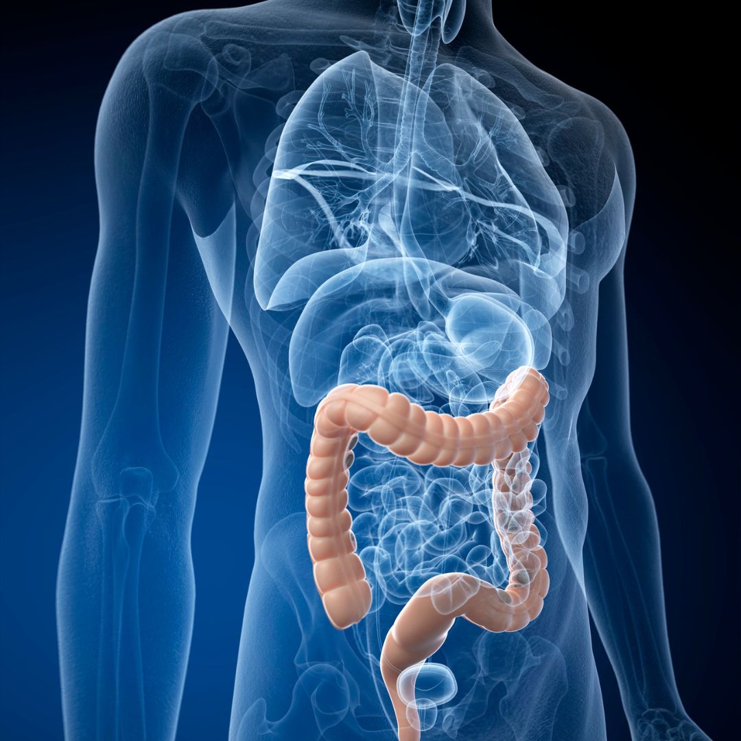 The small intestine and the immune system - The Best Probiotics ProBion ...